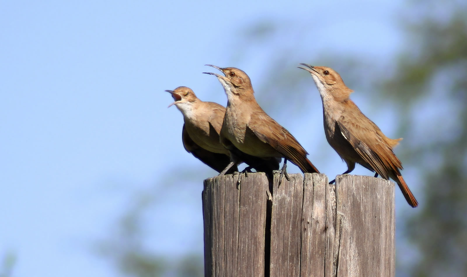 De Alguna Manera...: Cantos... @dealgunamanera...