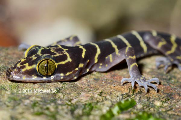 The rainforests of Borneo & Southeast Asia: Giant bent-toed Gecko from ...