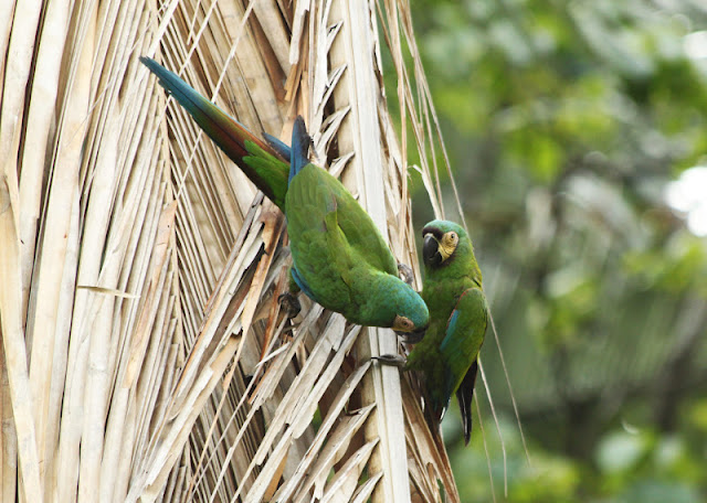 Nuestro bello mundo...: Primavera en el Parque del Este
