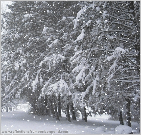 Reflections from Bon Bon Pond: Early Xmas Gift!