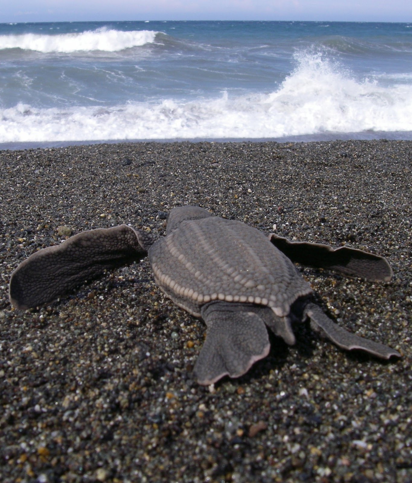 The Kaʻū Calendar News Briefs, Hawaiʻi Island: Jun 12, 2012