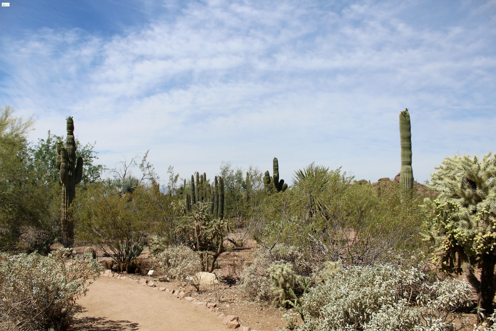Wildflower Loop Trail, Desert Botanical Garden, Arizona | Caravan Sonnet