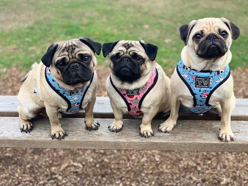 Pug Dog Breed Information, a Small Great Dog