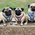 Pug Dog Breed Information, a Small Great Dog