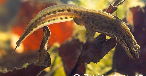 Anfibios y Reptiles de La Rioja: Identificación de tritones