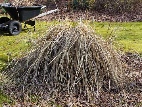 Garden Lady How To Trim Pampas Grass Videos Included