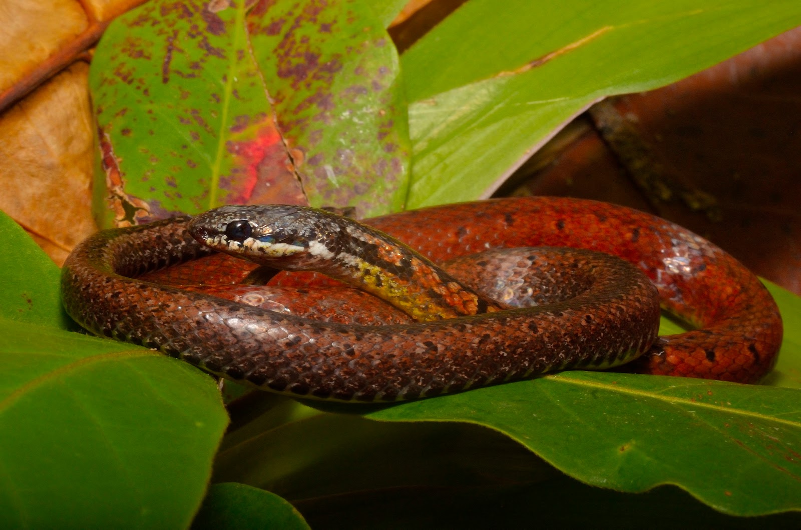 Ular Asli Indonesia: Colubridae