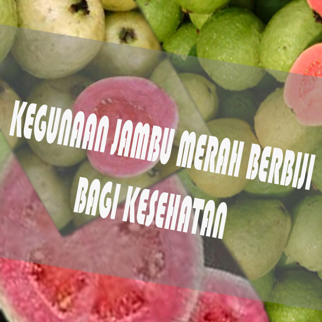 Kegunaan Buah Jambu Warna Merah Berbiji Dalam Kesehatan