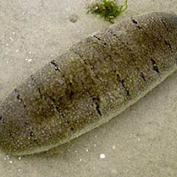 Selamat Datang di teripang-ku..!