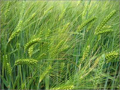 Health and Wellness Corner : Health Benefits of Barley Grass...