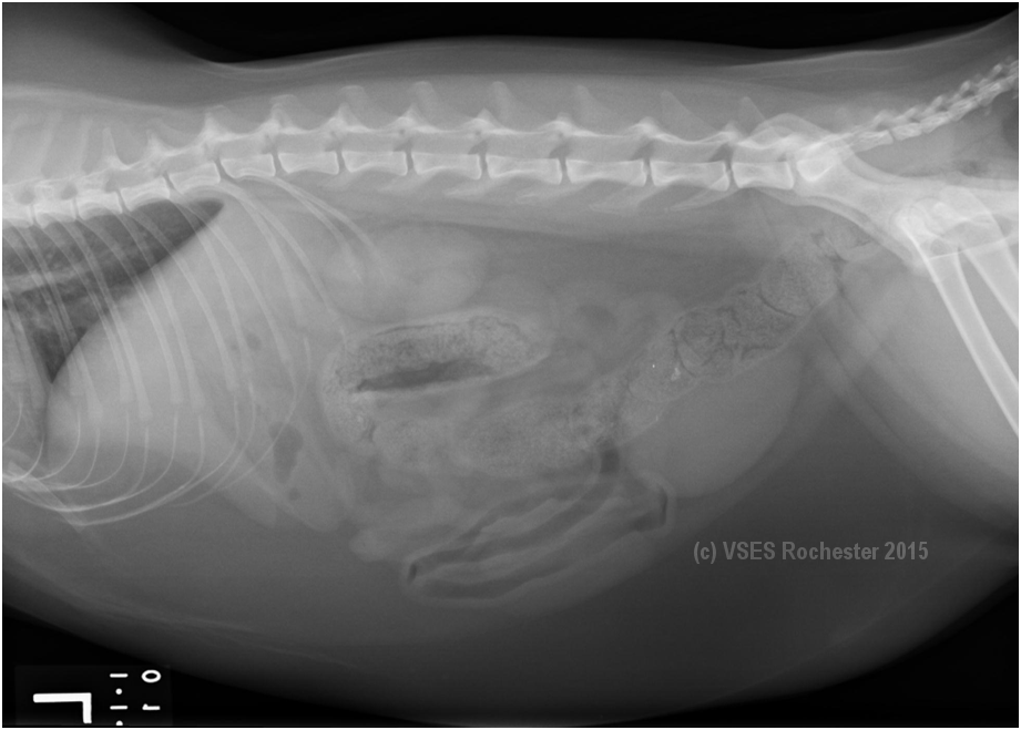 Veterinary Specialists & Emergency Services: Linear Foreign Body