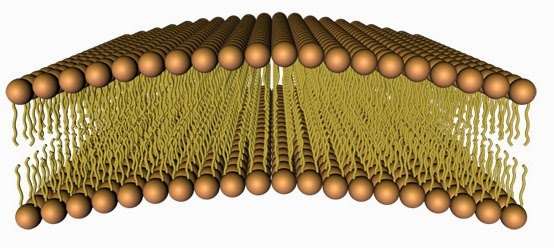 Los fosfolípidos - Biología