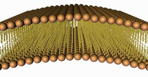 Los fosfolípidos - Biología