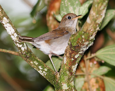 Nightingale | The Life of Animals