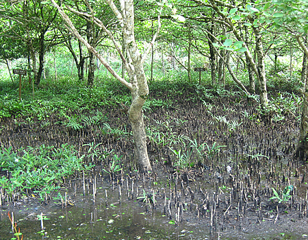 Forest Dweller: Field Trip to Matang Mangroves and Segari Melintang ...
