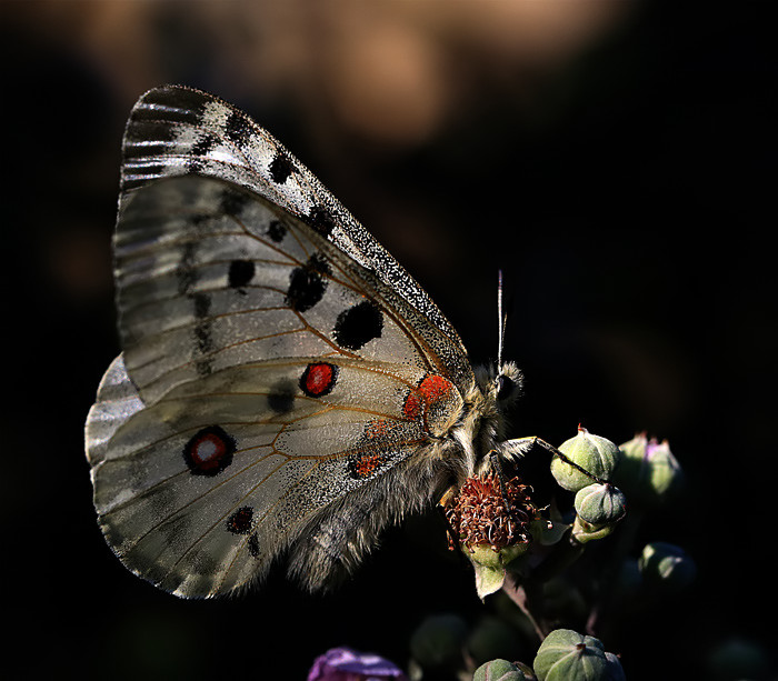 HUESCA Y LA SIERRA DE GUARA: MARIPOSAS APOLO Parnassius apollo Carl von ...