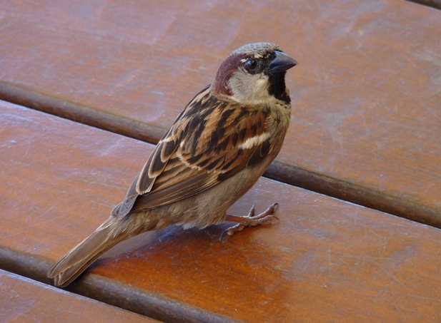 Aves en azul y verde: El cosmopolita gorrión común