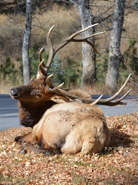B N Sullivan Photography: Drowsy Elk with an Itch