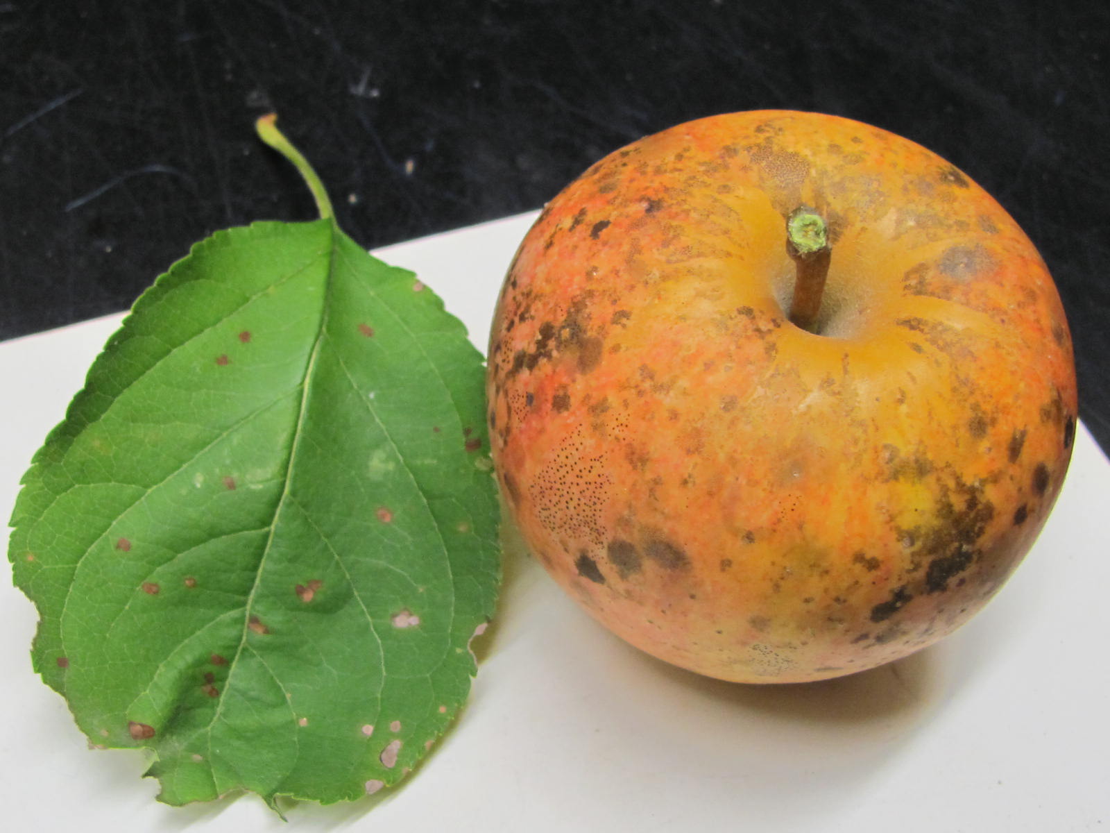 NCSU PDIC: Sooty Blotch and Flyspeck of Apples