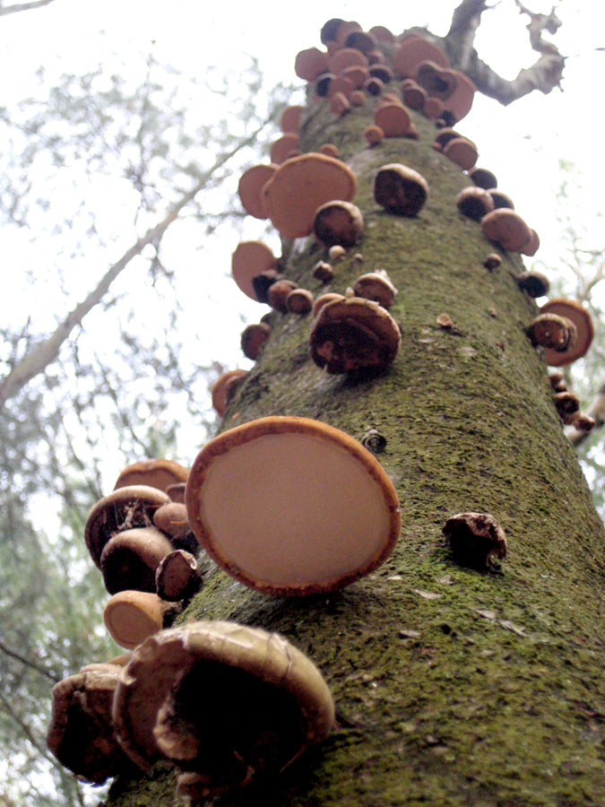FORESTRY - LEARNING: THE IMPORTANCE OF FUNGI | Fungi play a major role ...