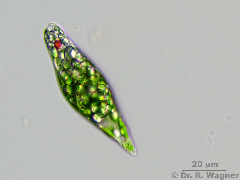 Alangaesia: Euglenophyta