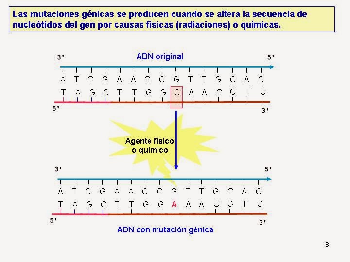 BIOLOGÍA 3º SECUNDARIA: Mutaciones