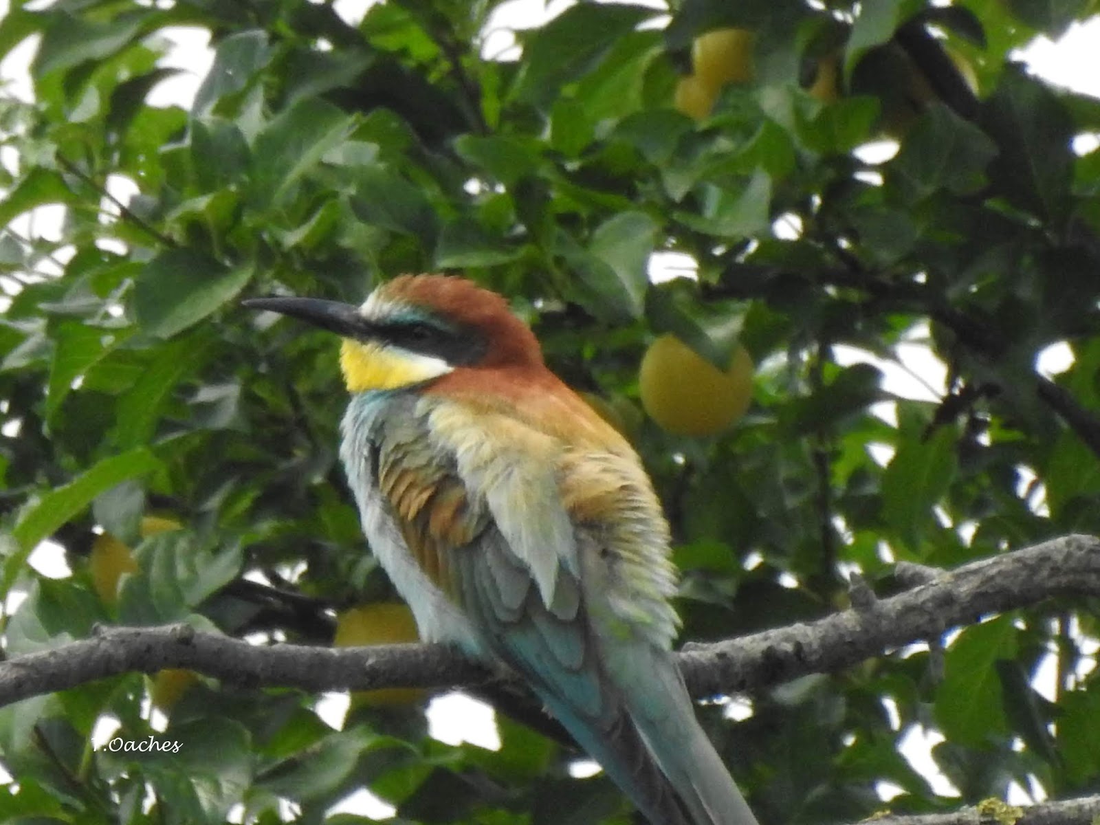 PASARI DIN ROMANIA: PRIGORIE, Merops apiaster