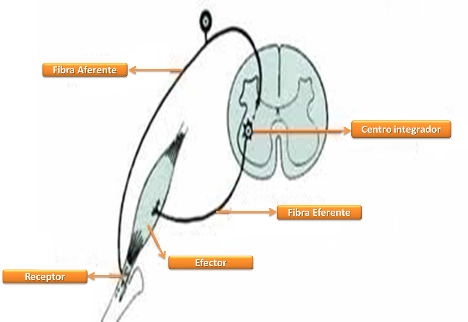 Fisiologia Basica: REFLEJOS