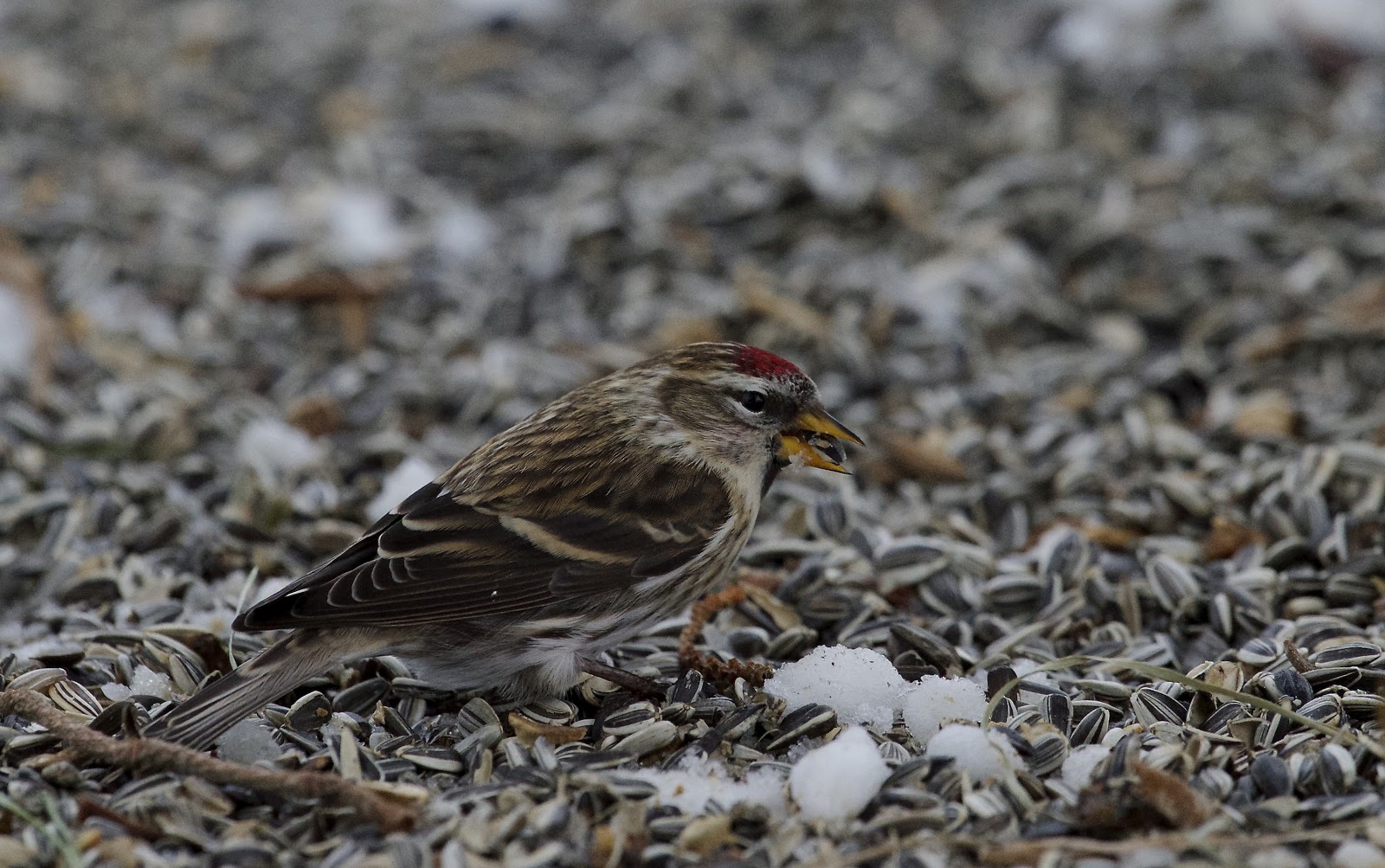 Naturfoto Einar Hugnes: Sultne småfugler på foringa