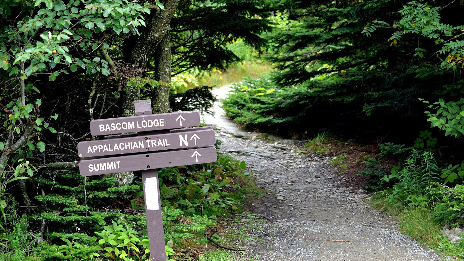 Mount Greylock Hiking Trails - Grey Choices