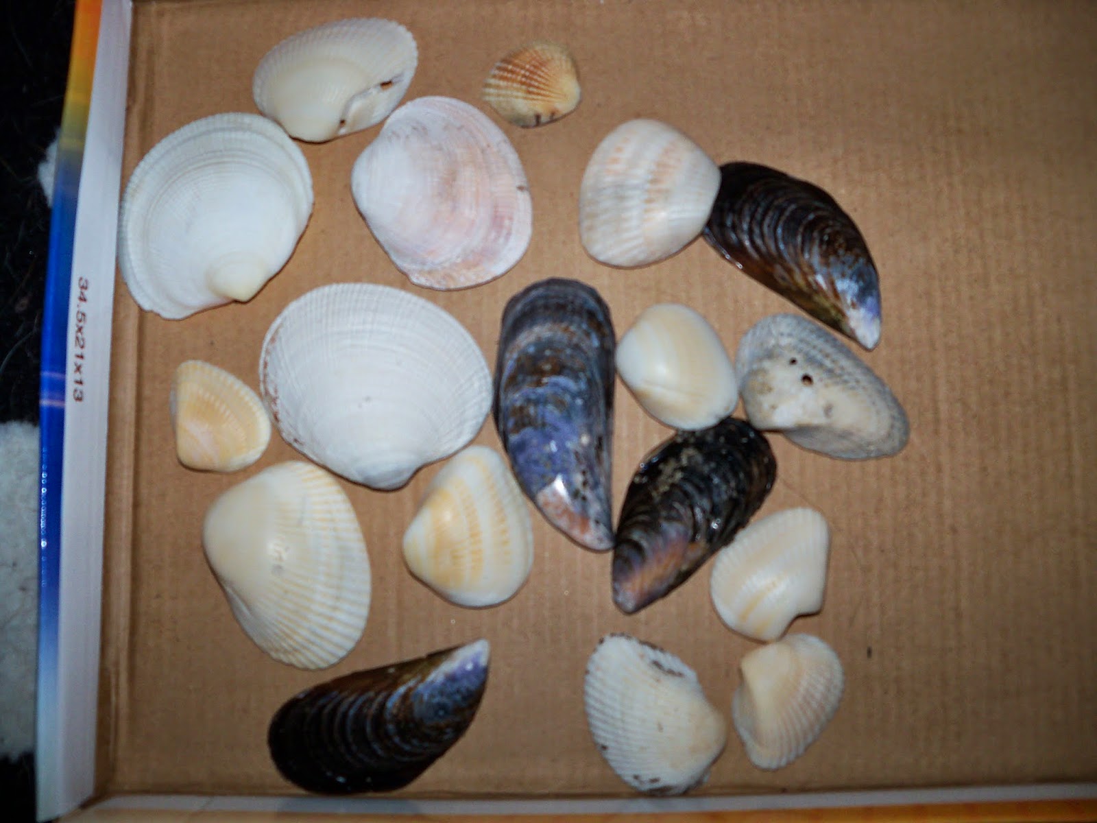 How to Make a Seashell Wind Chime