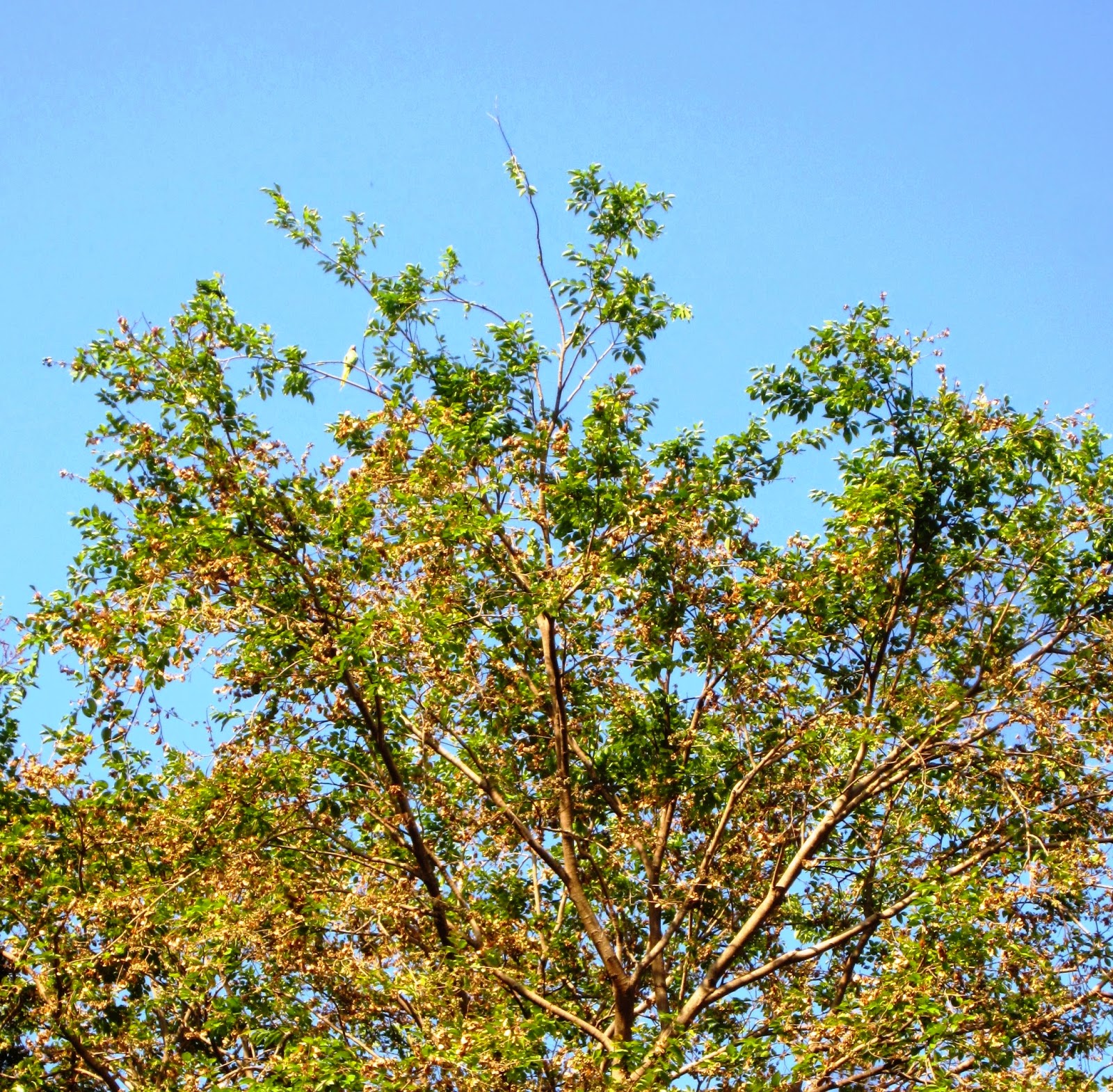 My World: Rani Bagh Botanical Garden Tree Trail - Part 1