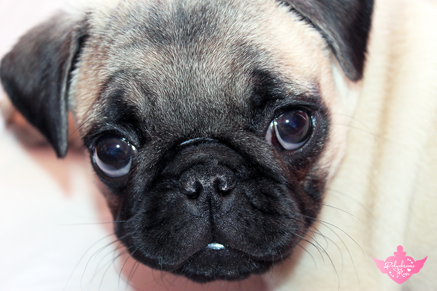 Polychrome Rose Blog: Mi bebé precioso「Edgar Allan Pug」Mascota nueva ...