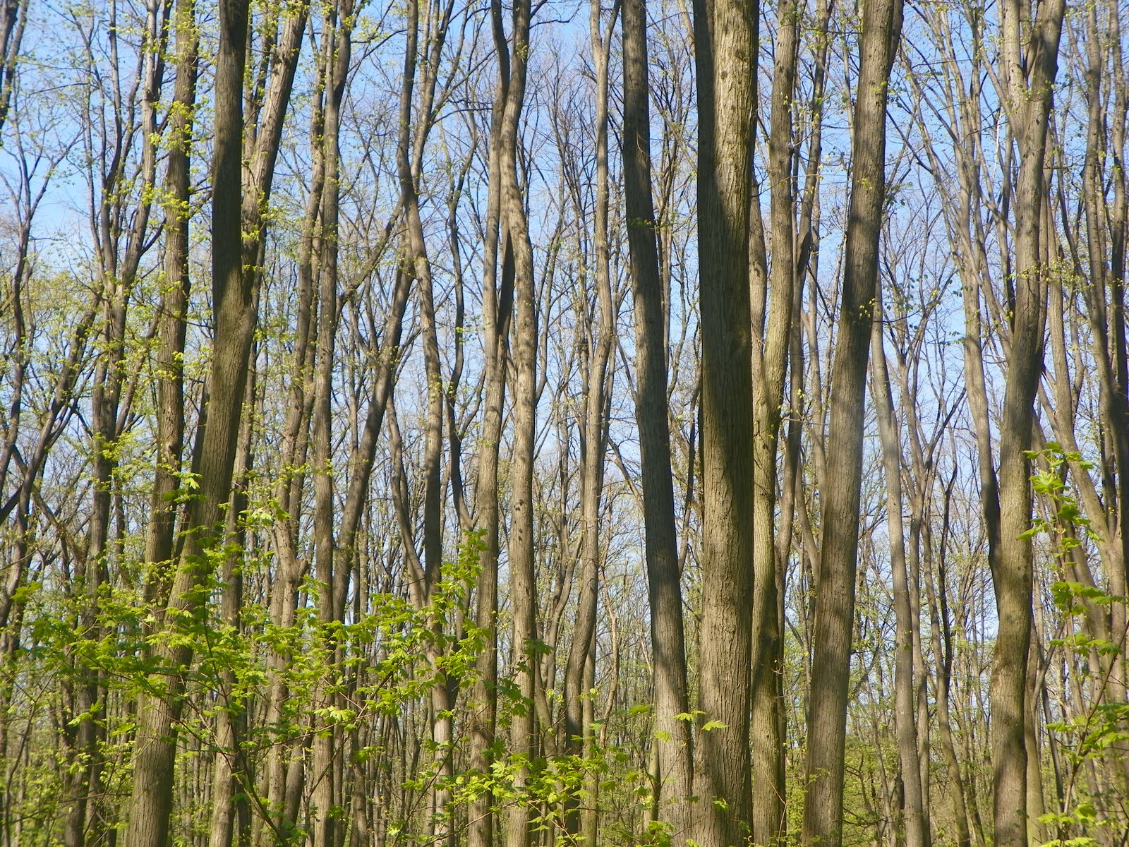 Cu Medi in bucatarie: Primavara in padure