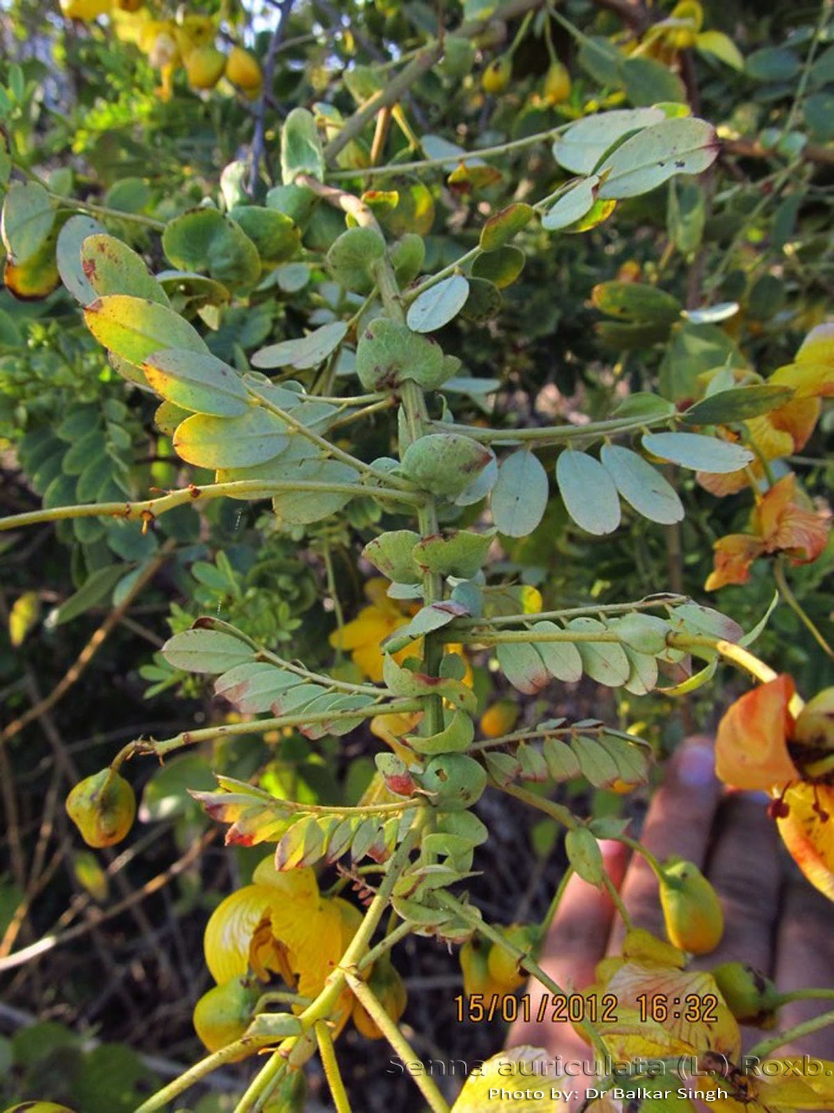 Medicinal Plants: Senna auriculata Cassia auriculata Tangedu Avaram Tarwar