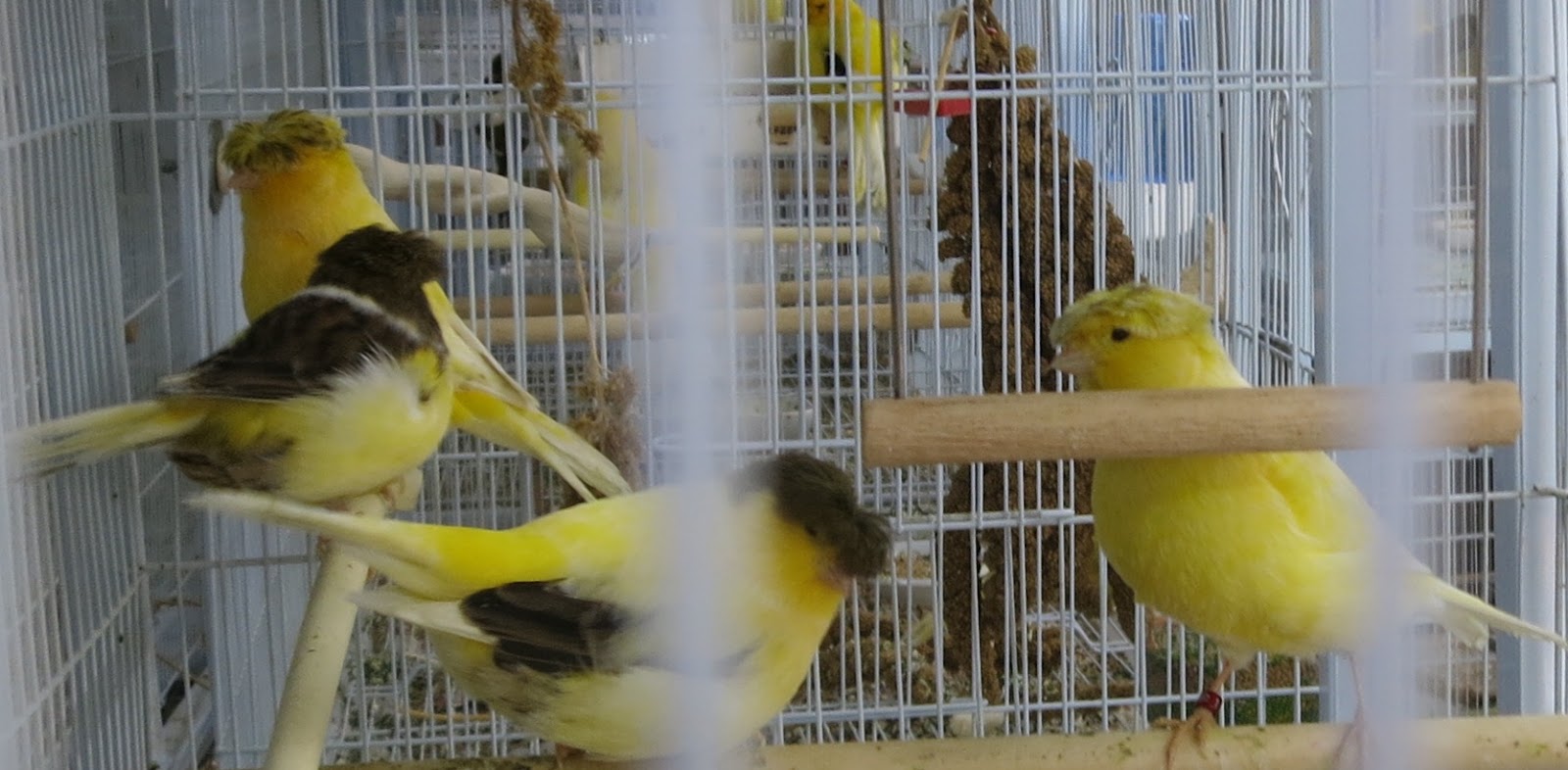 Canary Tales: More Special Stock for 2016 Breeding Season - Columbus Fancy