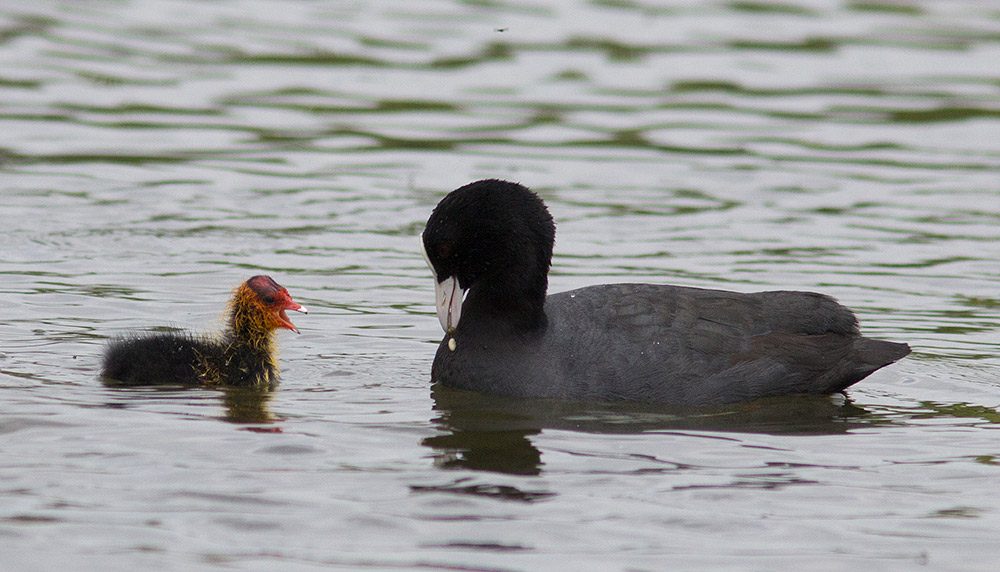 Weedon's World of Nature: Baby Coots