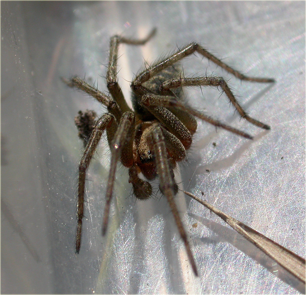 Arachnerds: Labyrinth Spider - Agelena labyrinthica