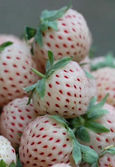 BO AHMAD: Pineberry