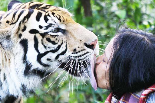 PHOTO: Sweet Tiger and woman - Gone Wild Animals