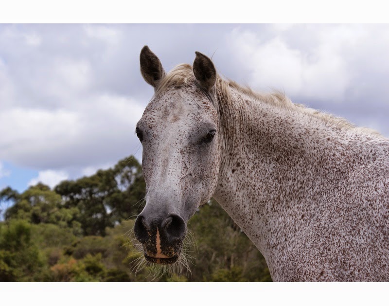 Hope and Horses: Horse Color Genetics: Leopard Complex, Part 1