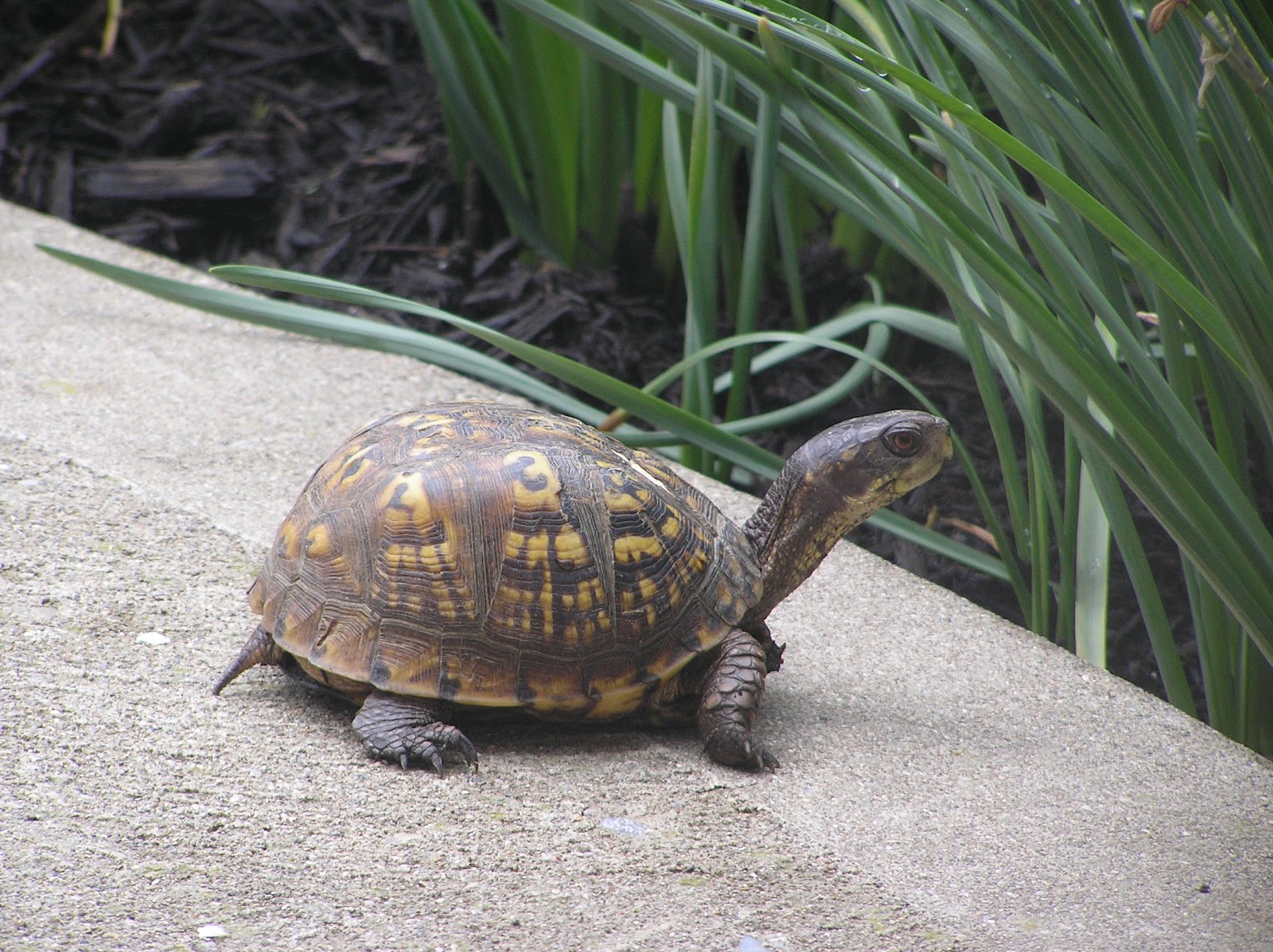 Splendid Little Stars: Ten Ts