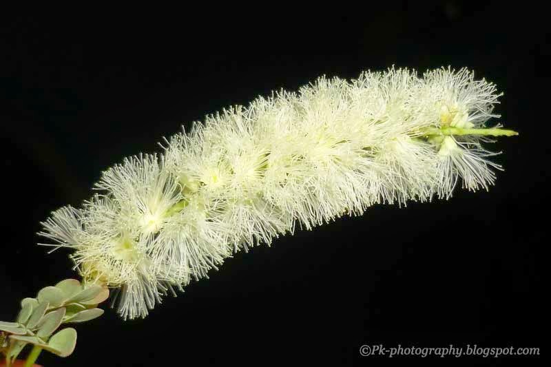 Phulai-Acacia modesta | Nature, Cultural, and Travel Photography Blog