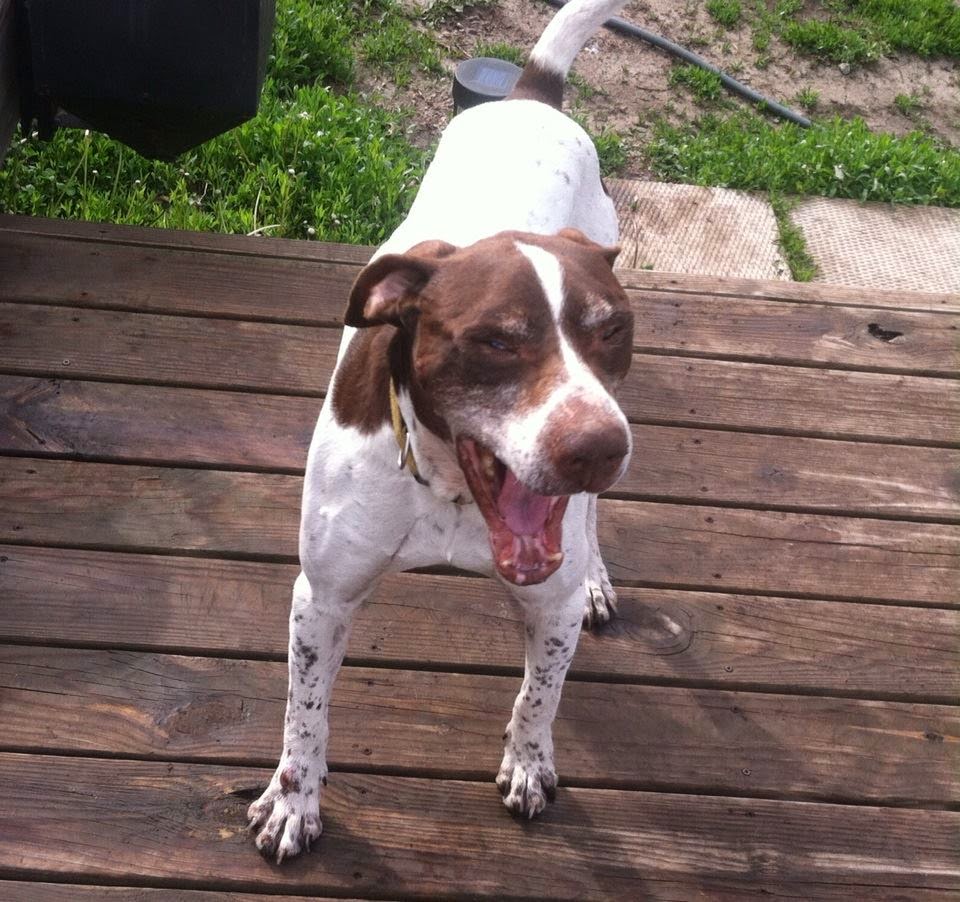 Great Plains Pointer Rescue - Dog Talk: June 2014