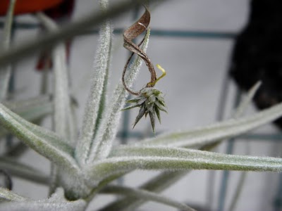 Jardí del Drach: octubre 2011