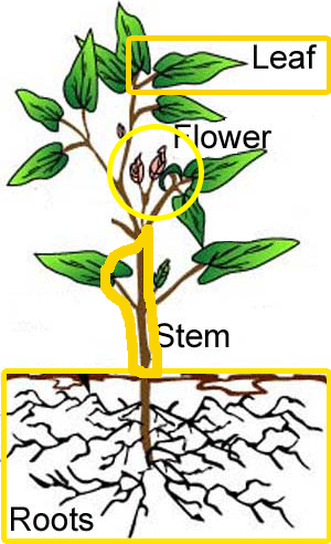 Mi primer año en Red XXI: PLANTS (Unit 3-Natural Science Year 5)