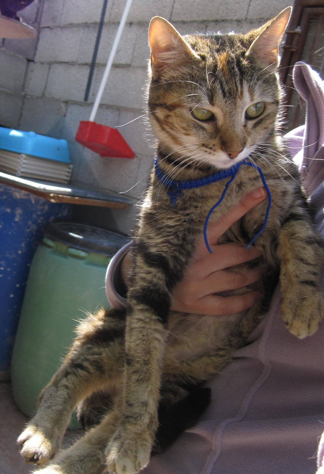 Segunda Oportunidad - Prodean Gatos La Linea.: Katy, la gatita que ...