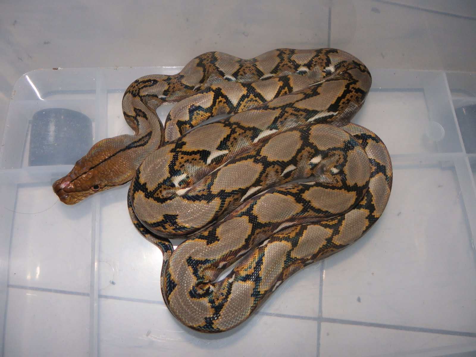 OReptile & extreme pets: Phyton Reticulatus, alias retic