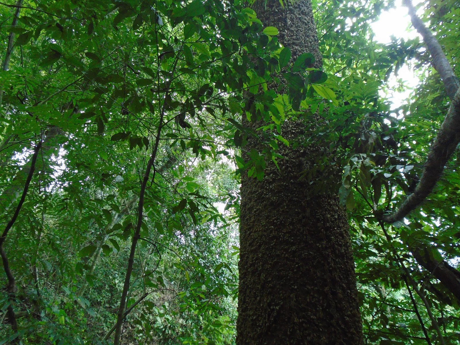 letrasenelojo: Macondo: gigante y frondoso