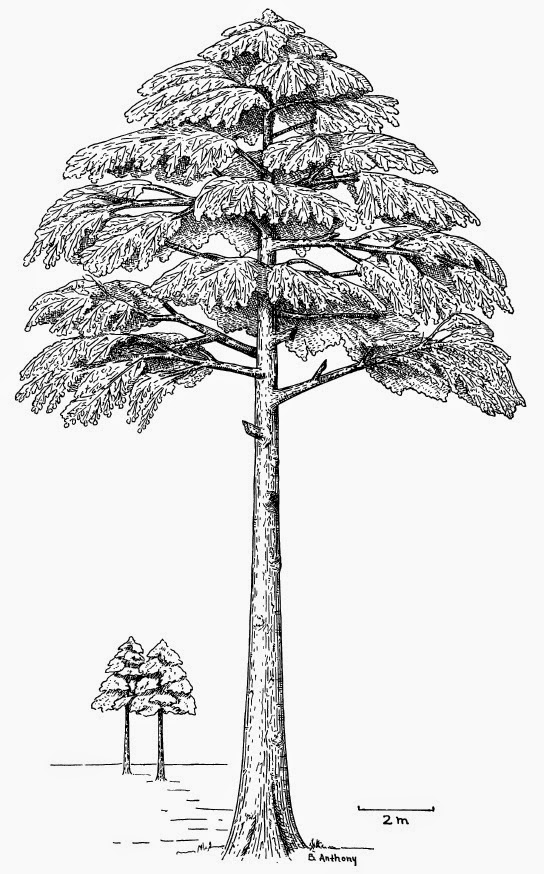 Generate branches for Archaeopteris tree. · Issue #96 · Boethie/Very ...